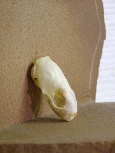 Ermine Skull